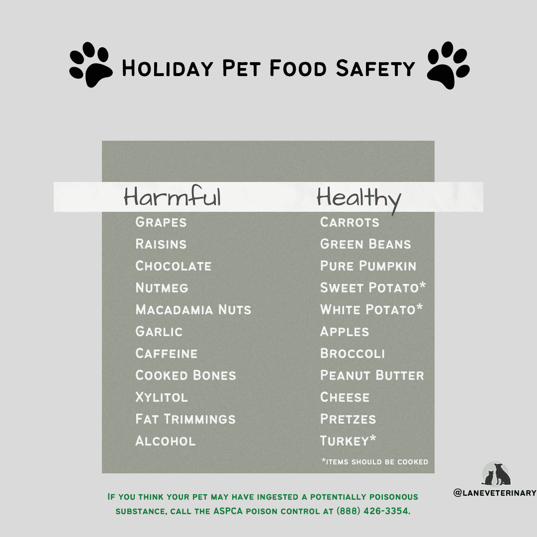 Holiday Safety for Pets: Your Guide to a Joyful Season | Lane Veterinary